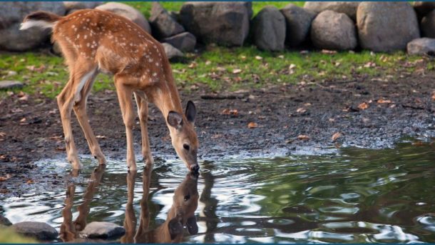 Deer In the Bible: The Significance and Beauty - LivingPraying.com